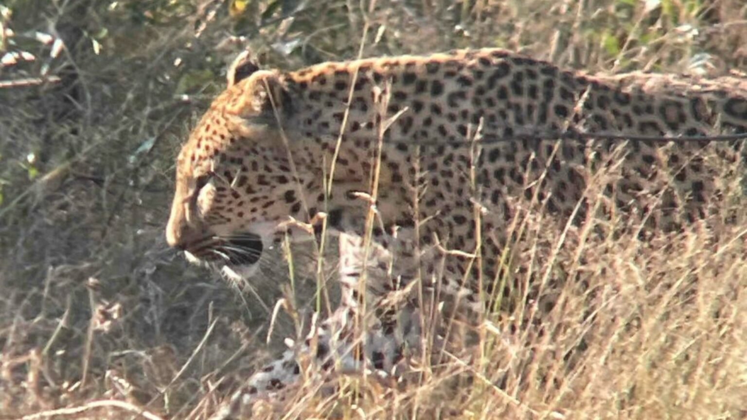 Leopard Pulls Off Perfect Ambush on Baboon - But they Fight Back