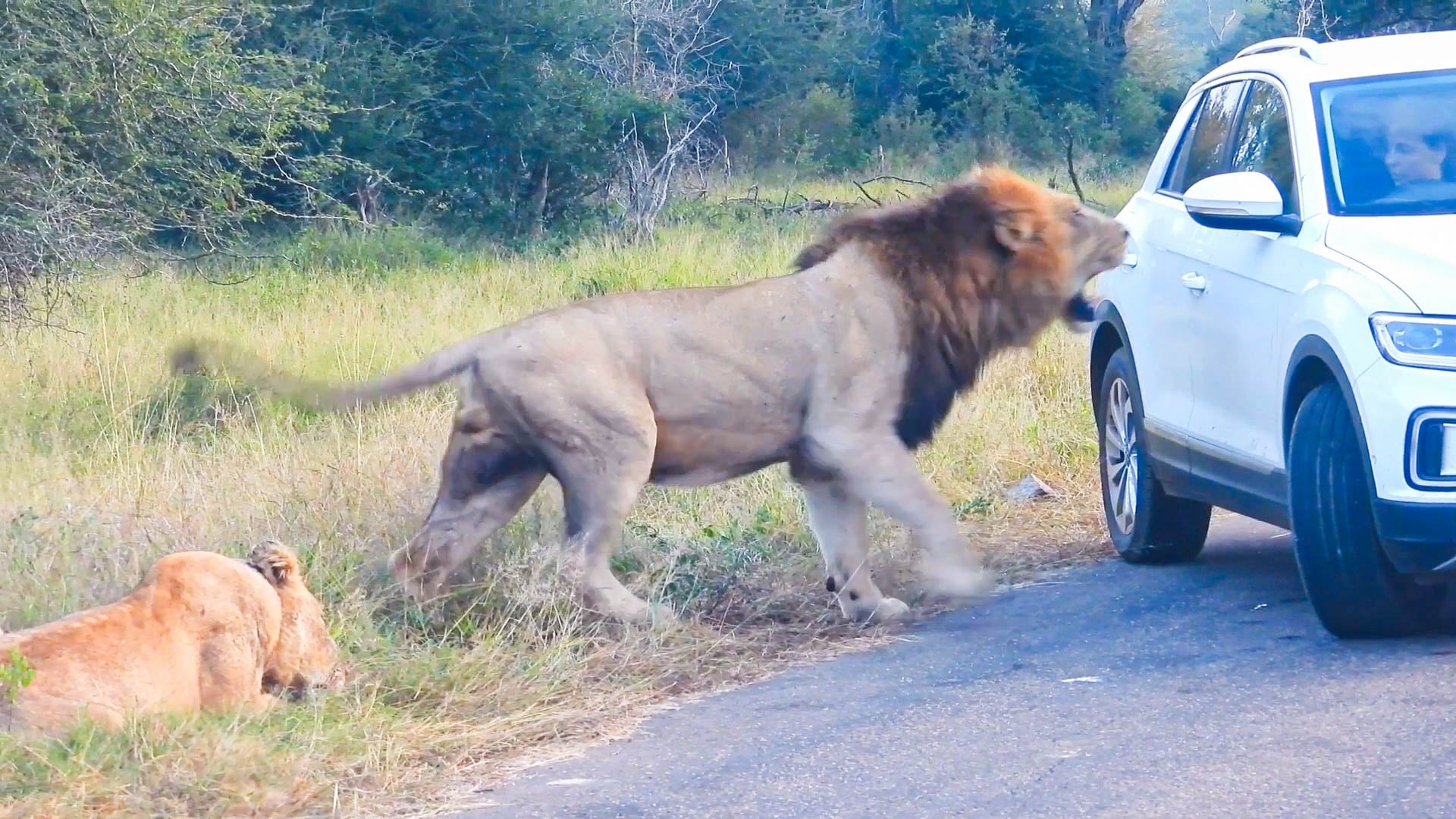 Why You Should Give a Lion Couple Their Privacy