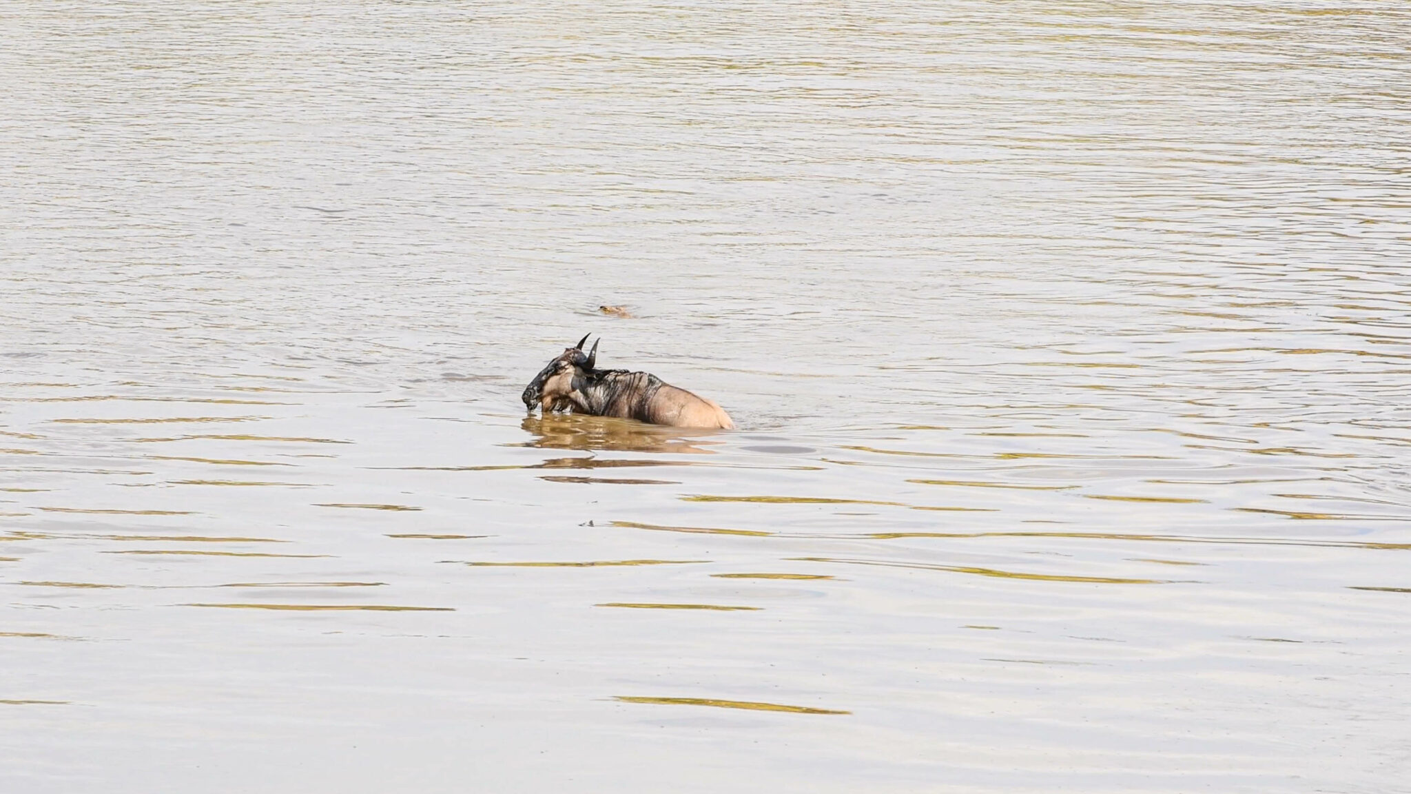 Wildebeest Makes Miraculous Escape from 3 Monster Crocodiles