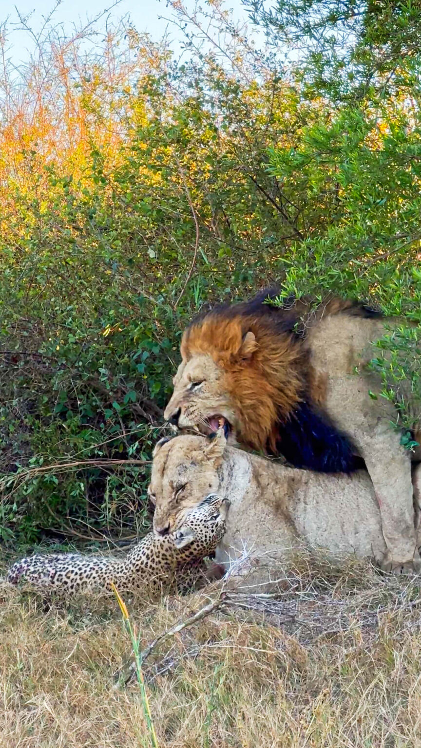 Lioness Catches Leopard While Male Tries His Luck With Her