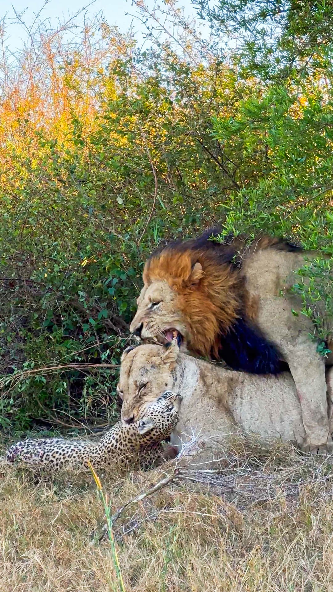 Lioness Catches Leopard While Male Tries His Luck With Her