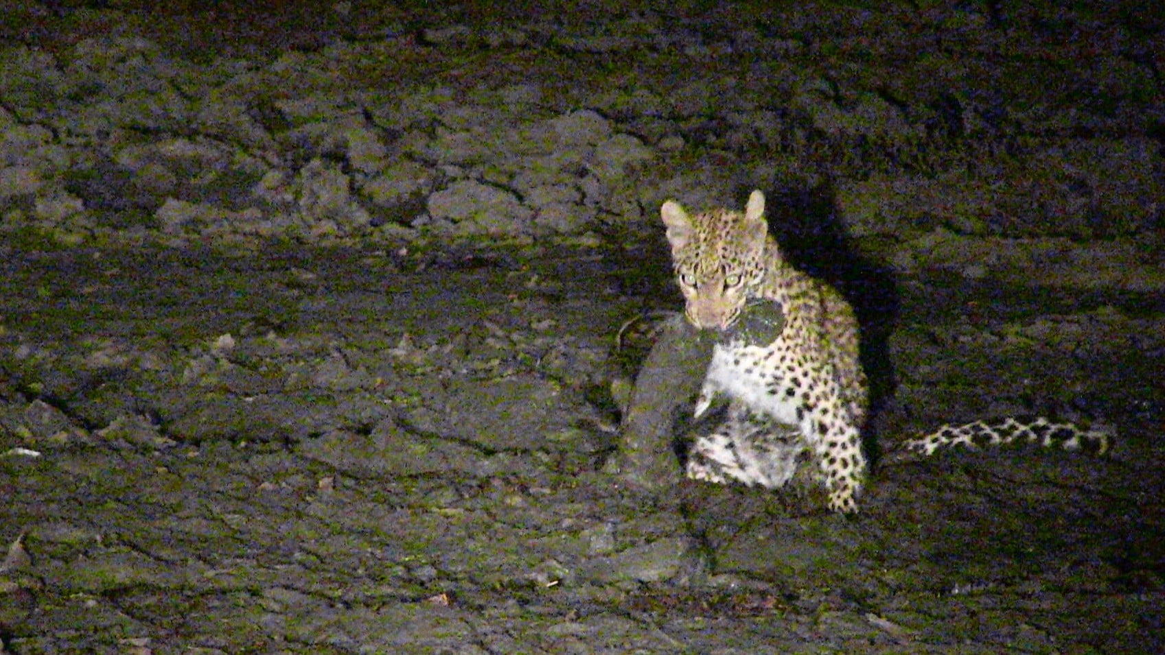 Dangerous African Animals at Night