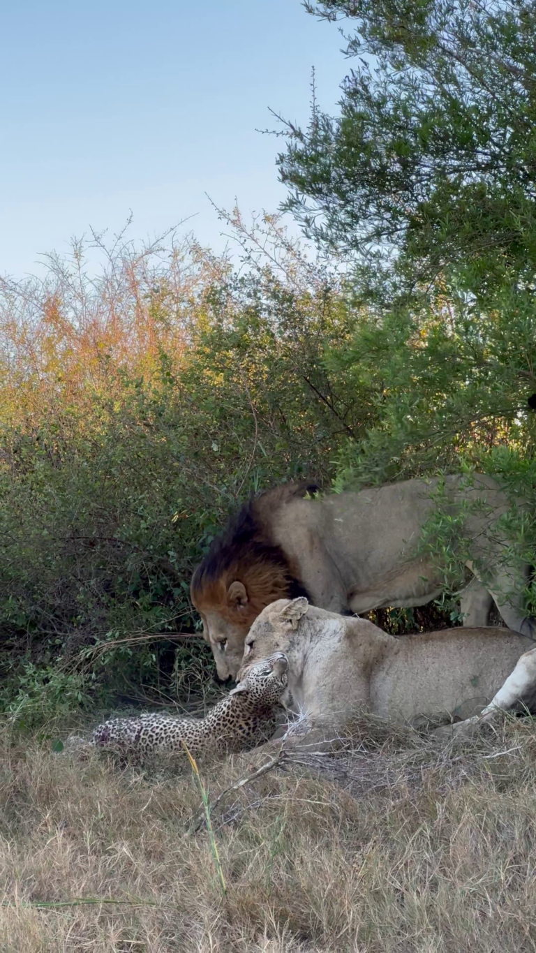 Lioness Catches Leopard While Male Tries His Luck With Her