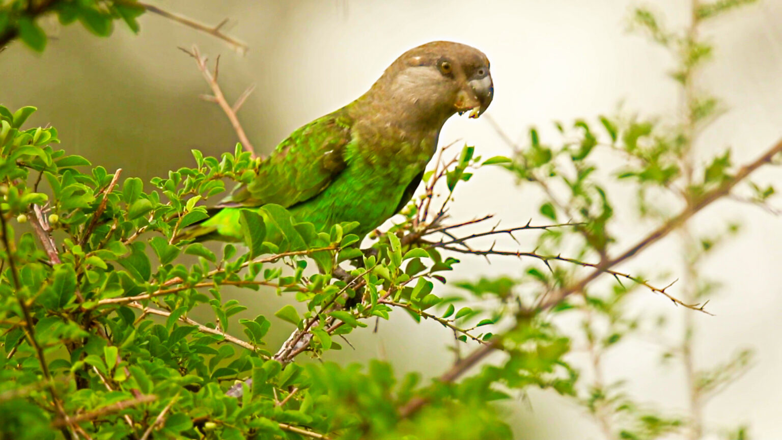 Rare Sighting of Parrot Muckbang