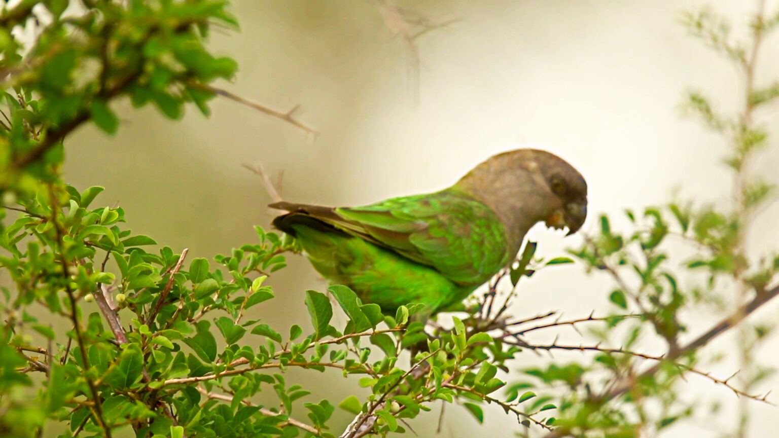 Rare Sighting of Parrot Muckbang