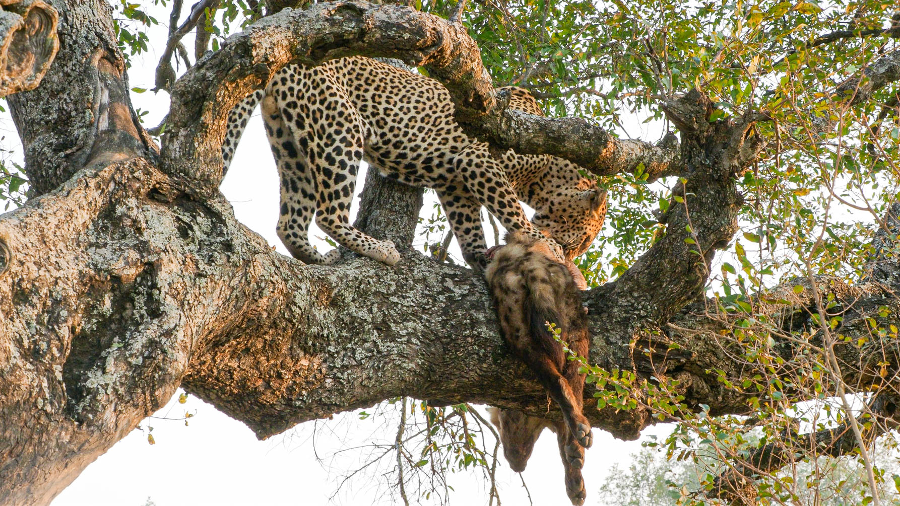 Leopard Struggles to Drag Entire Hyena Into Massive Tree