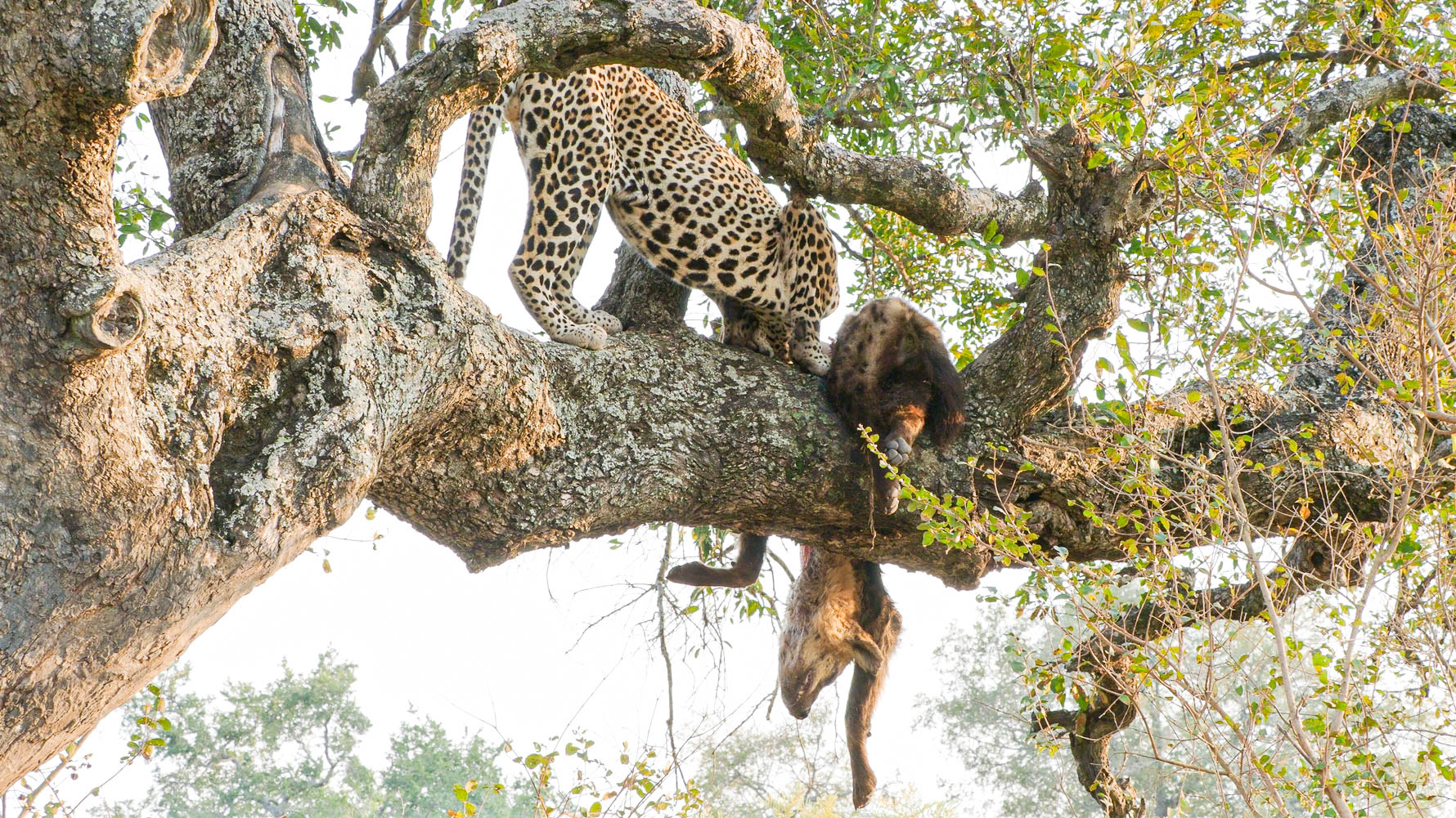 Leopard Struggles to Drag Entire Hyena Into Massive Tree
