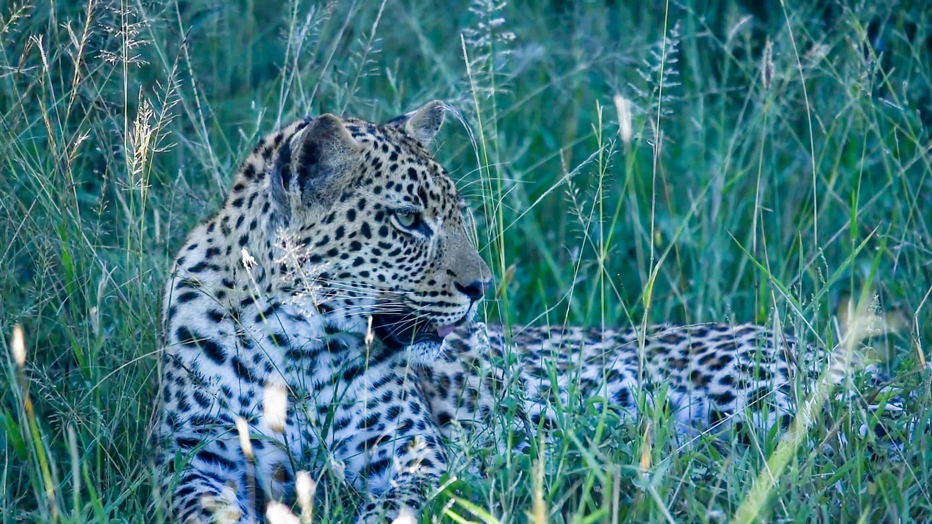 Kruger Park's Big Five