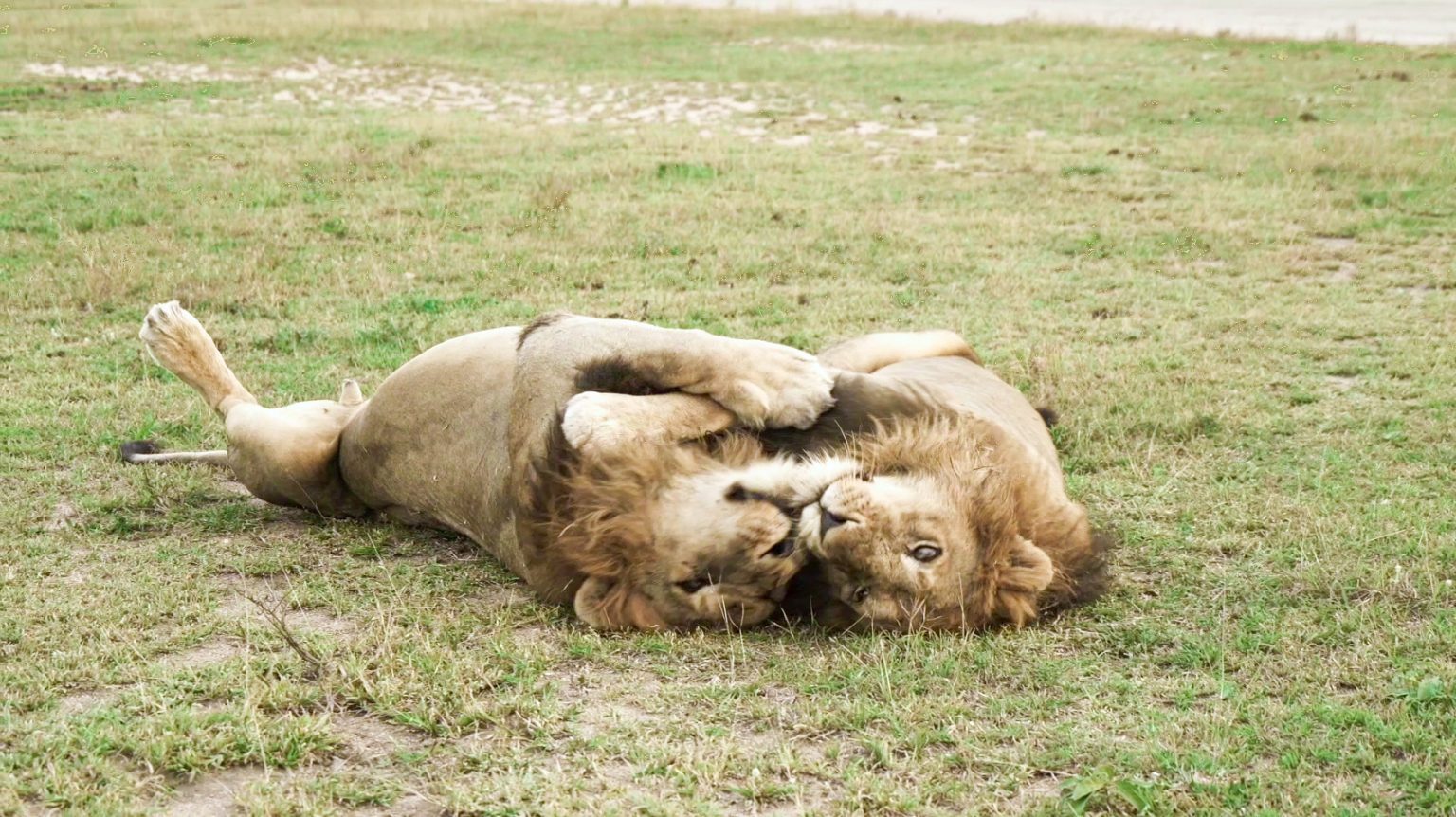 Fierce Male Lions Pretend to be Kittens
