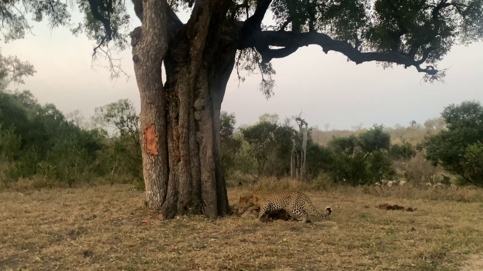 Leopard Struggles to Drag Entire Hyena Into Massive Tree