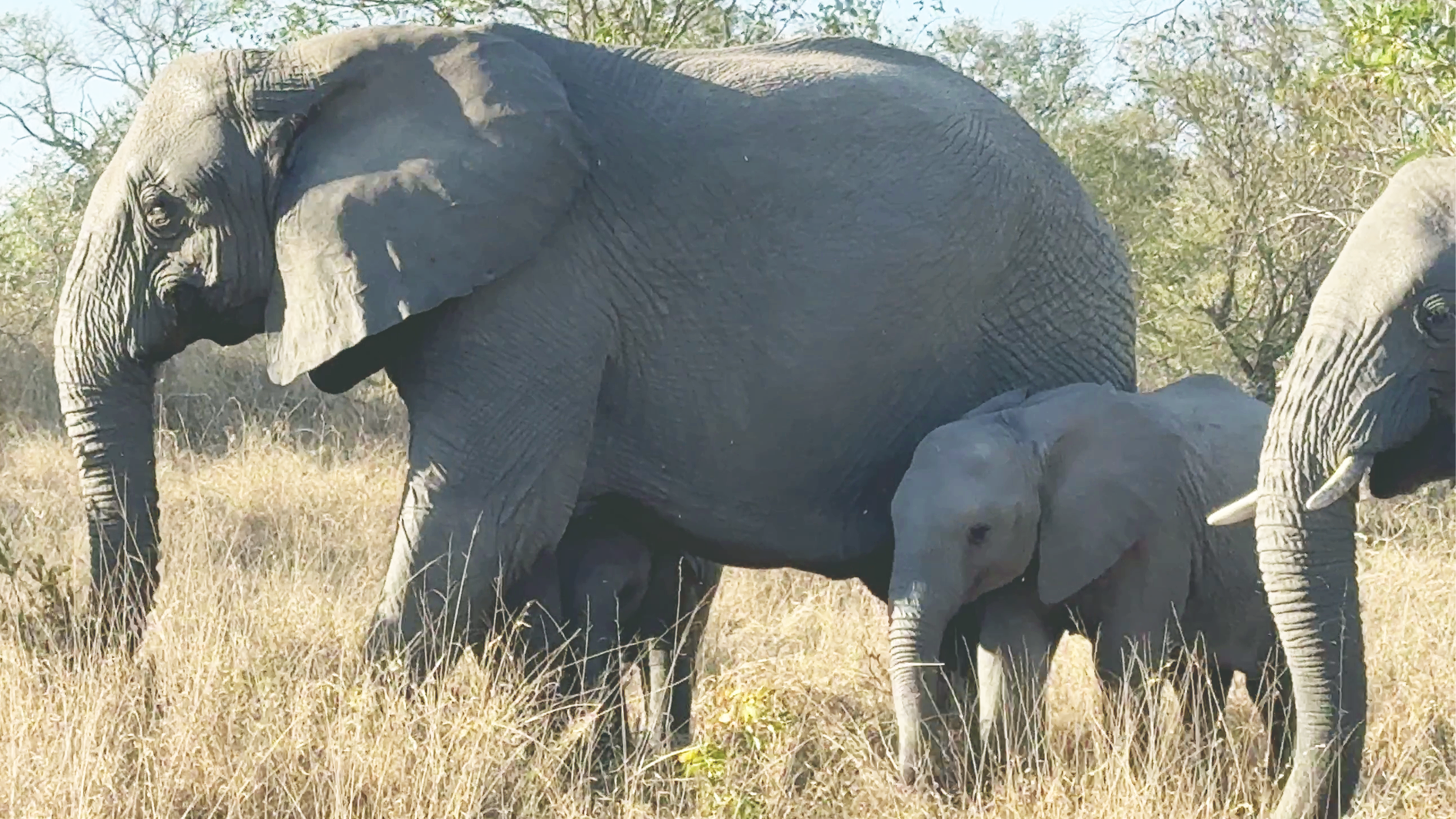 Family of Elephants Stroll Through the Bush with Babies