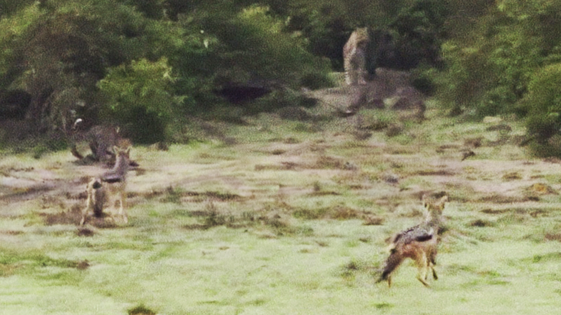 Brave Jackals Stand up to Leopard