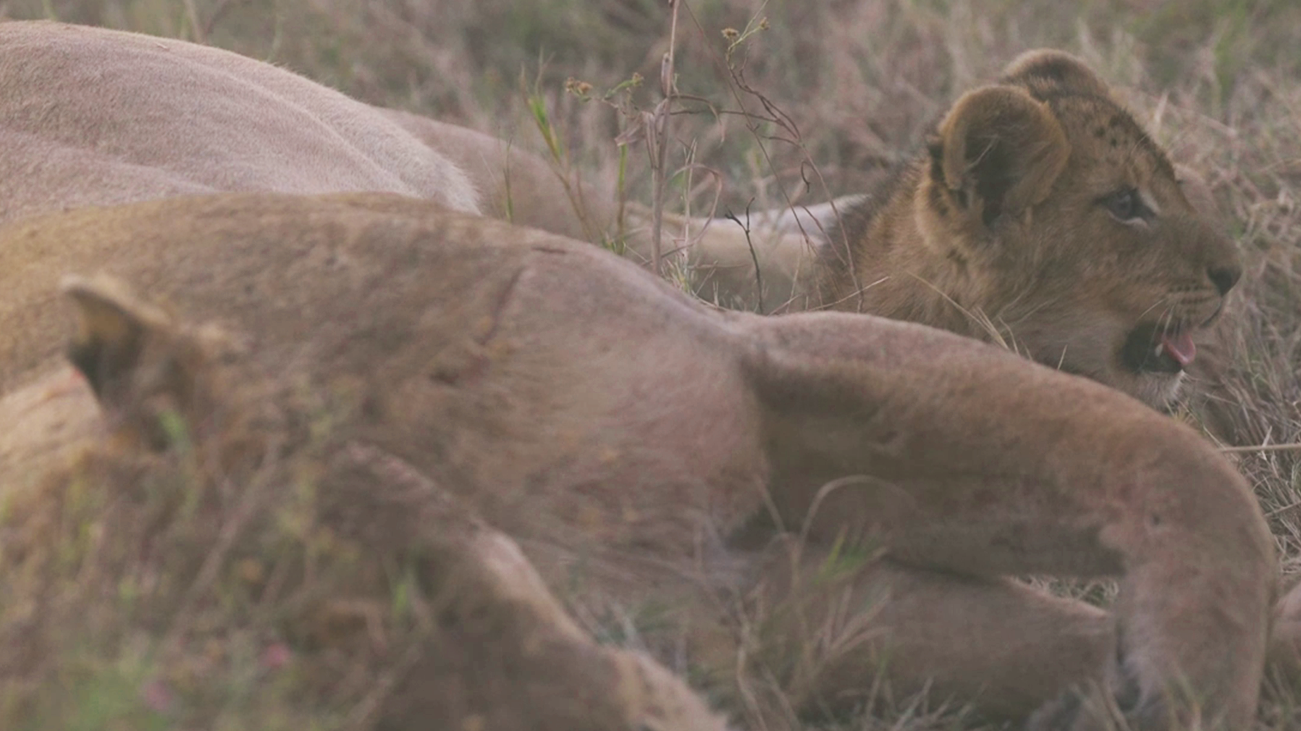 Adorable Footage of Sleepy Mommy Lioness and Cub Lying in the Grass