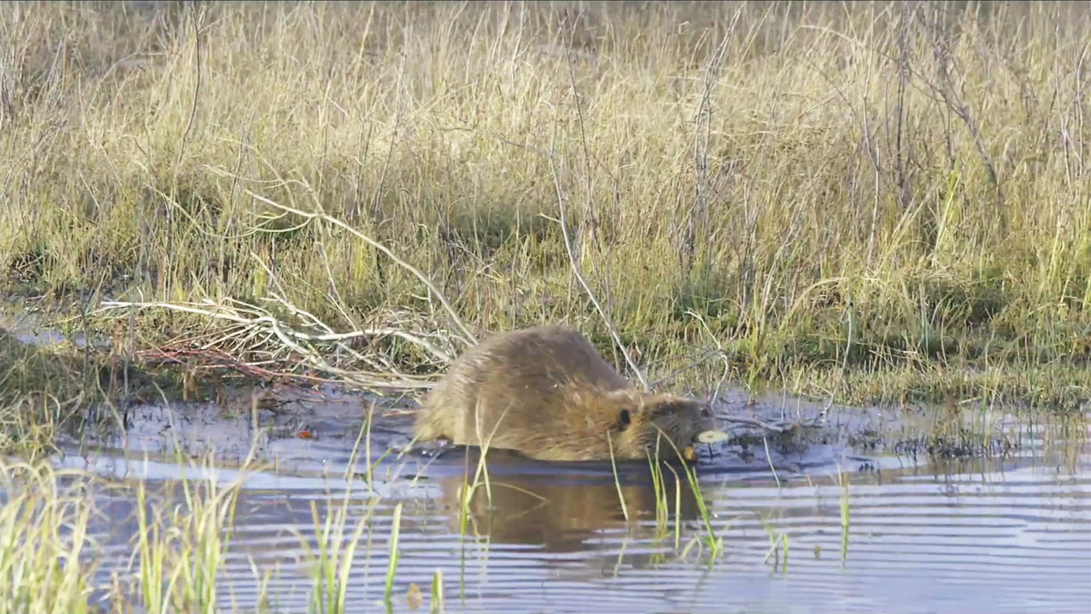 Beavers: The Engineers of the Wild
