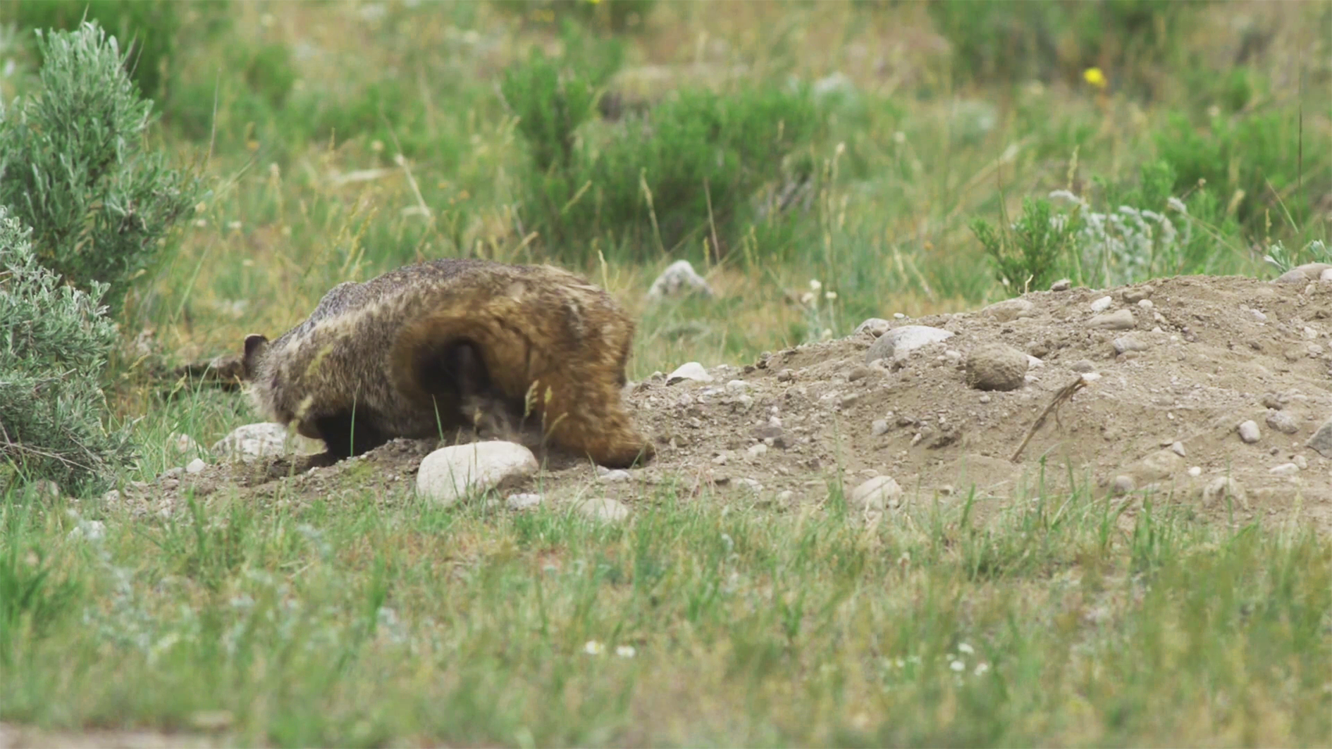 Caught on Camera: Badger Mommy and Kit Adventure