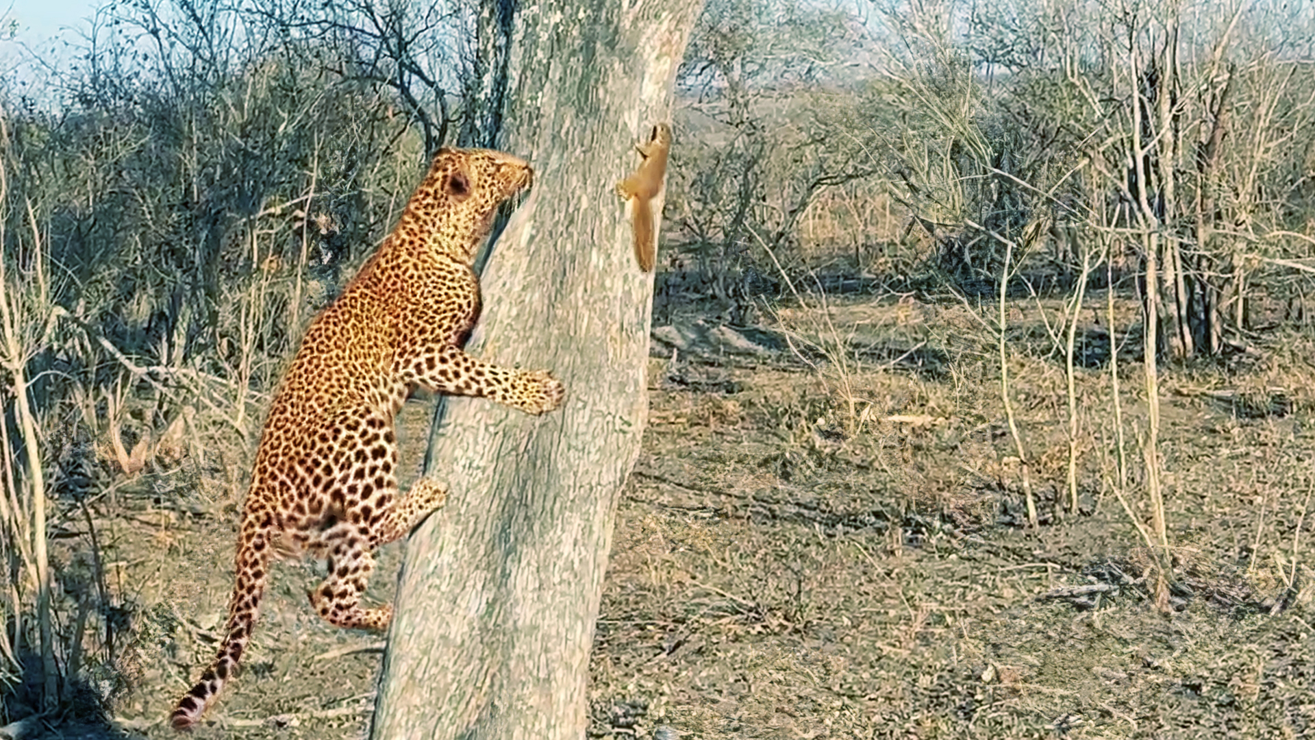 Watch How Squirrel Shows Leopard Who's Boss