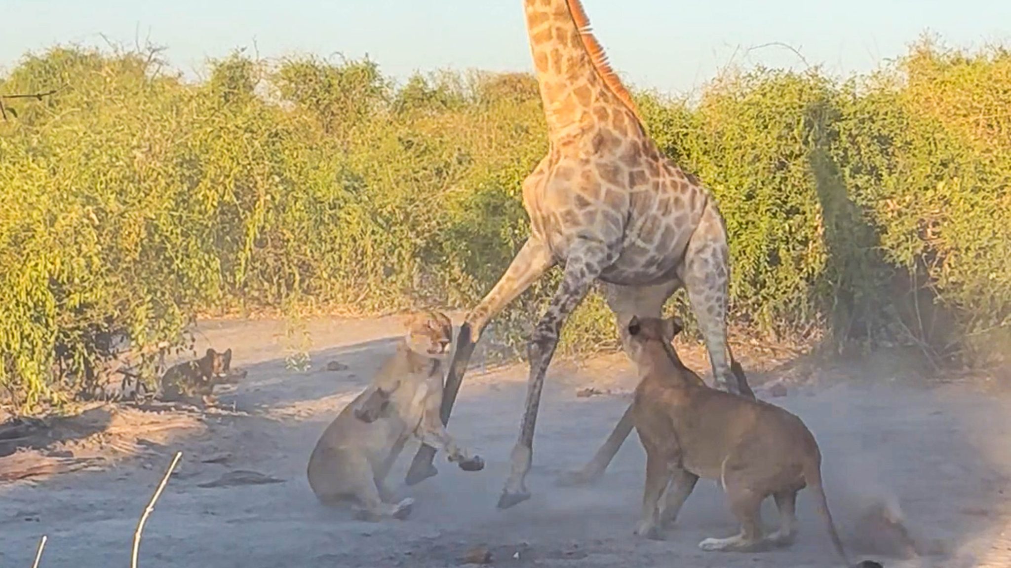 Lion Rides Giraffe to Bring it Down