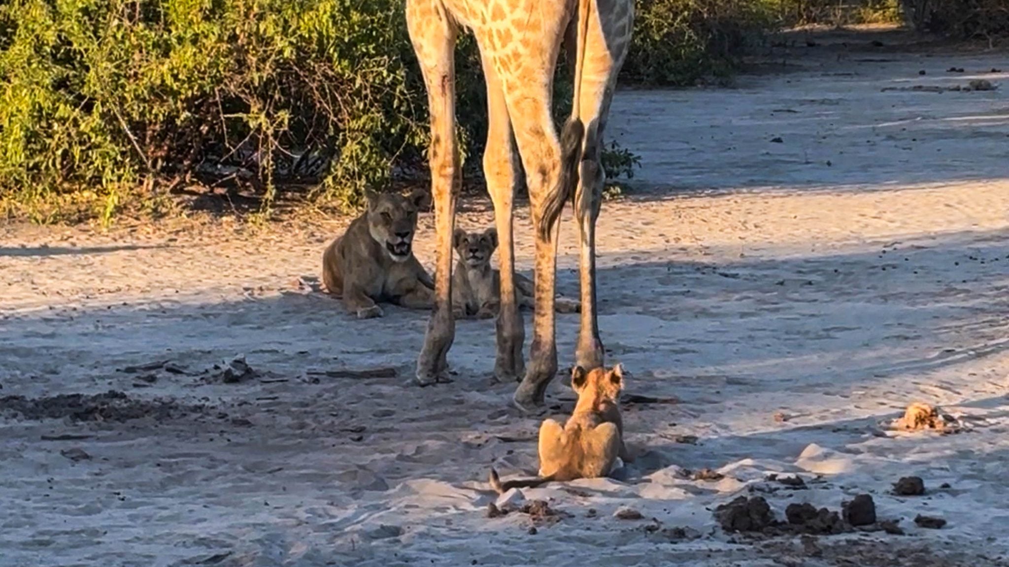 Lion Rides Giraffe to Bring it Down