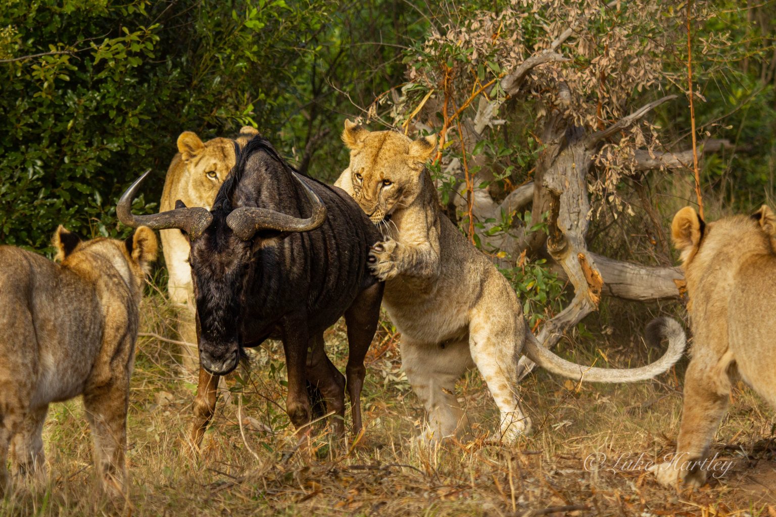 Watch How Wildebeest Walks Right Into Lions