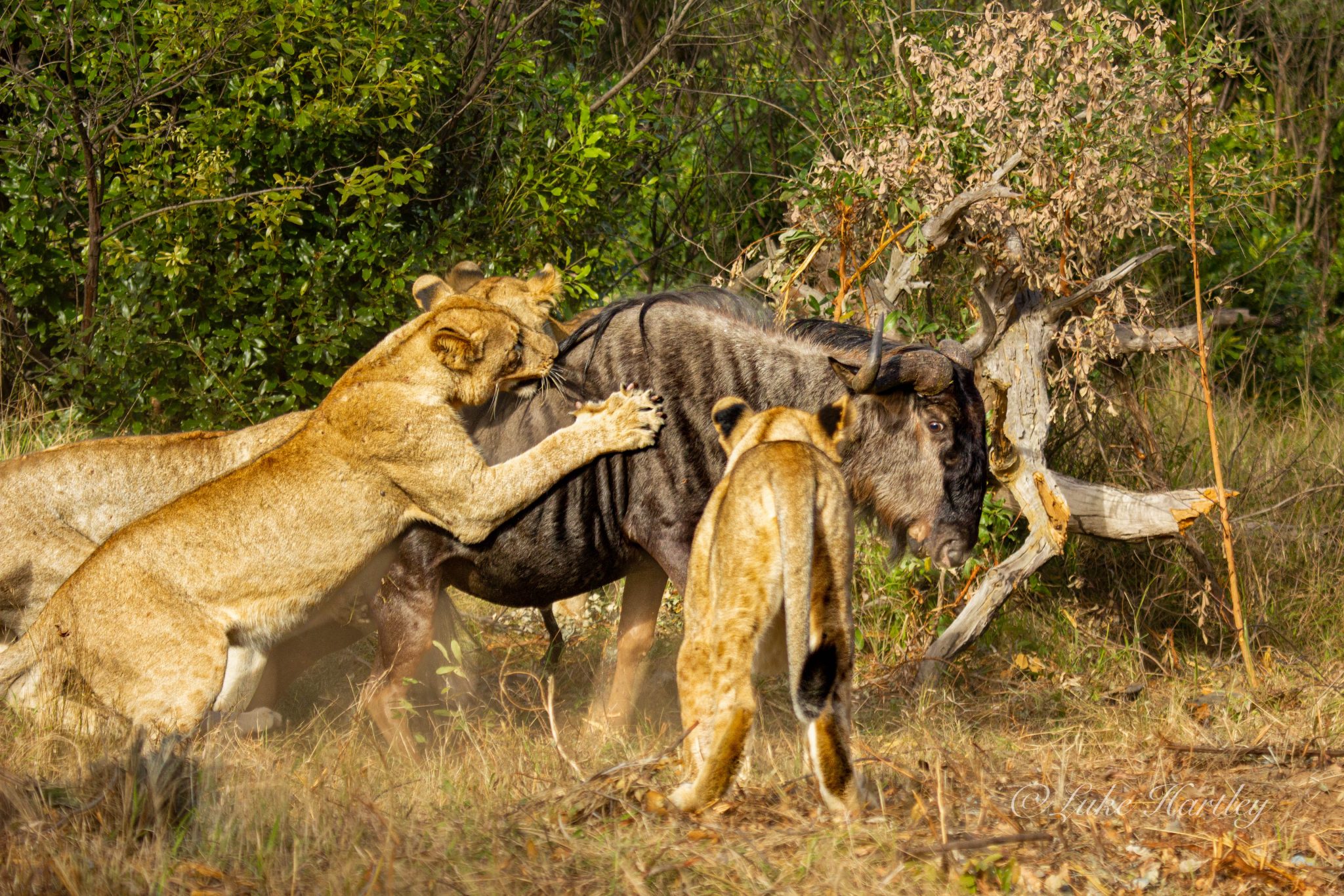 Watch How Wildebeest Walks Right Into Lions