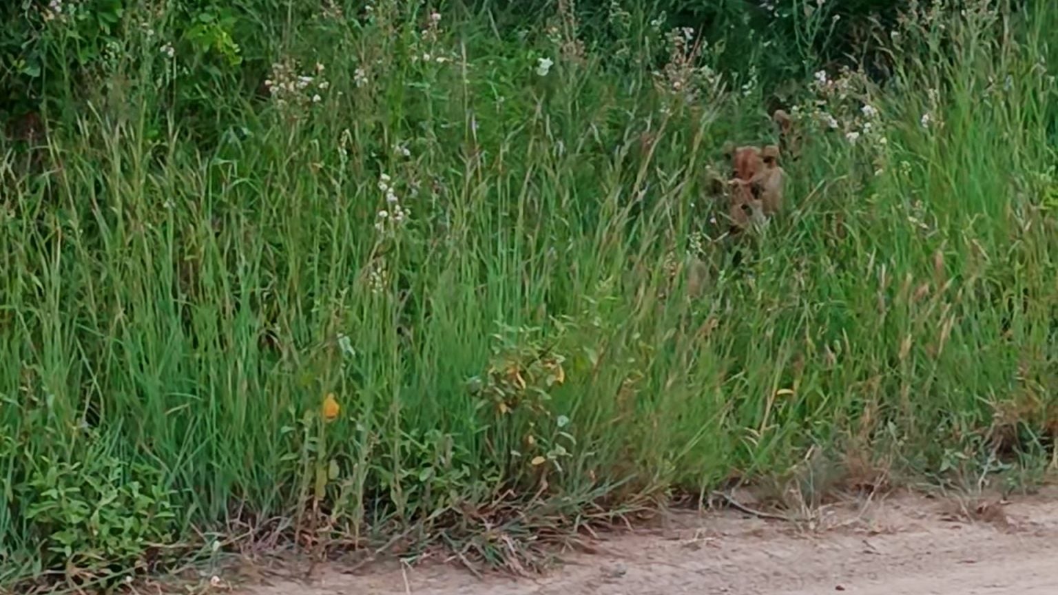 Watch This Lion Cub Help Mom Call for Siblings