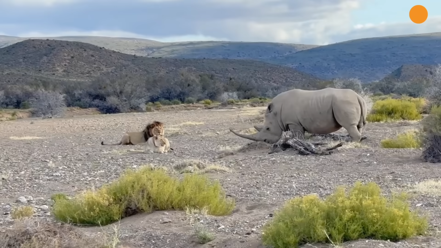 Watch Epic Battle Between Lions And Roan Antelope