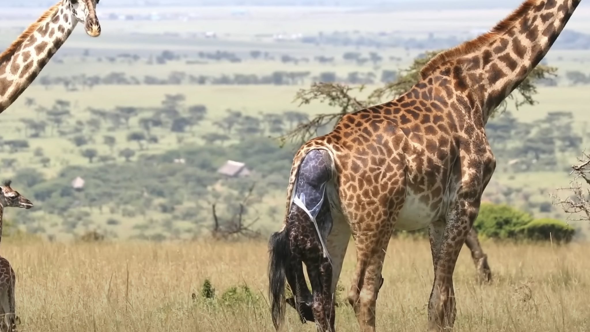 Watch How This Baby Giraffe Walks Just Minutes After Being Born