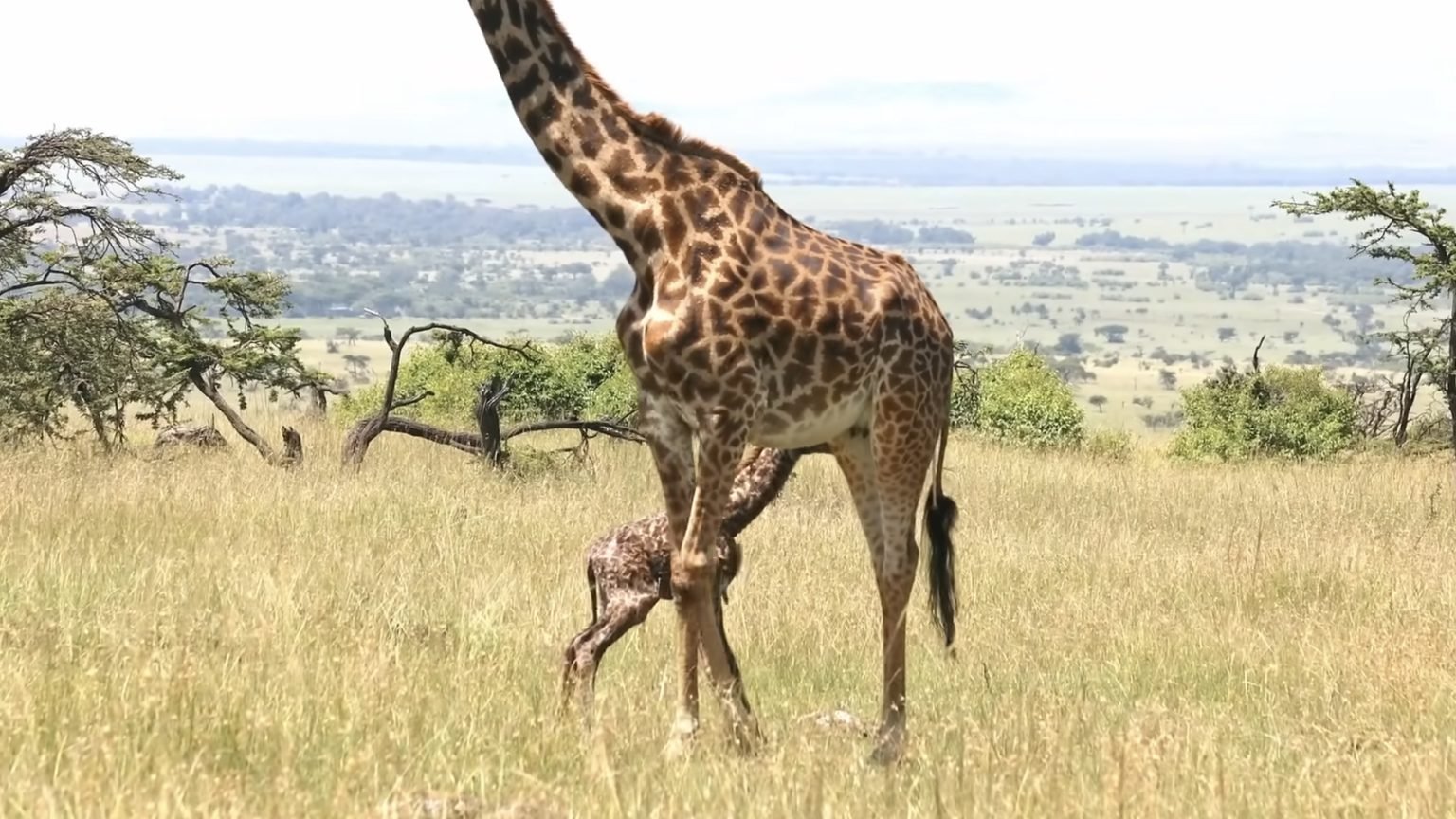 Watch How This Baby Giraffe Walks Just Minutes After Being Born