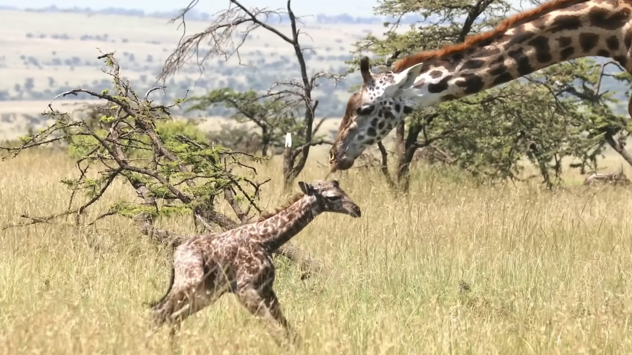Watch How This Baby Giraffe Walks Just Minutes After Being Born