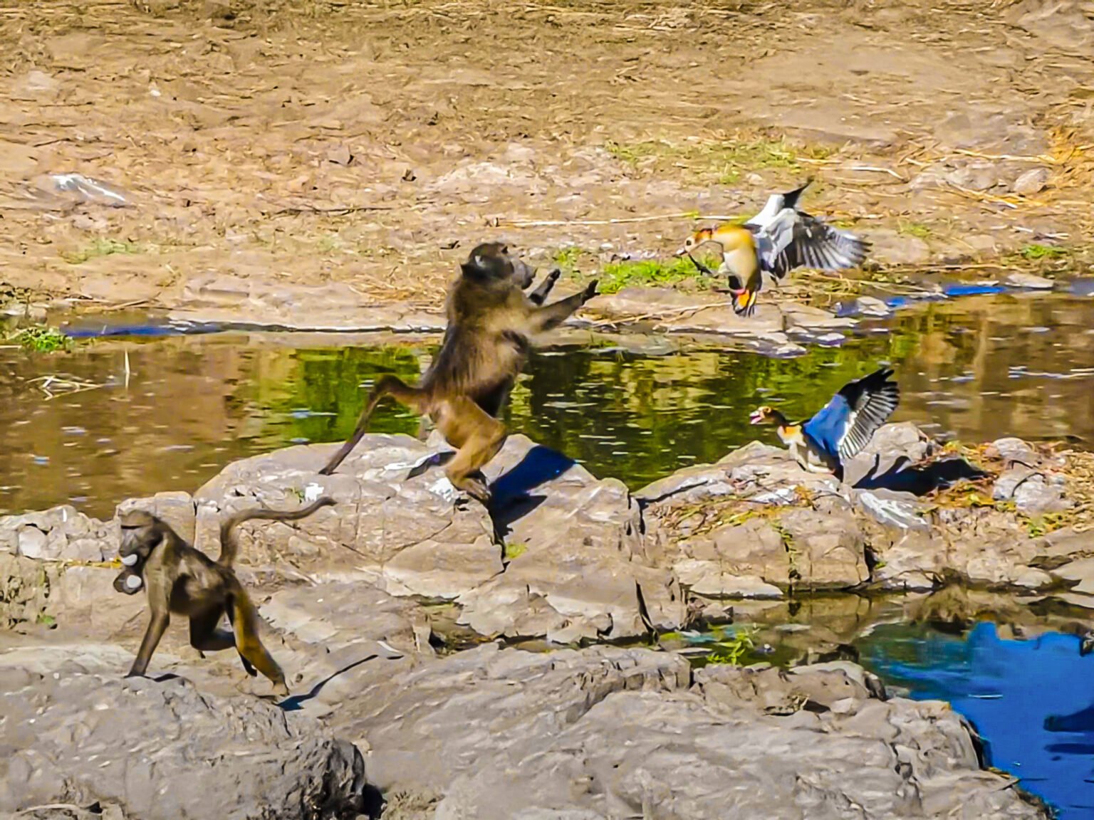Birds Try To Catch Their Eggs From Baboon 'Criminals'