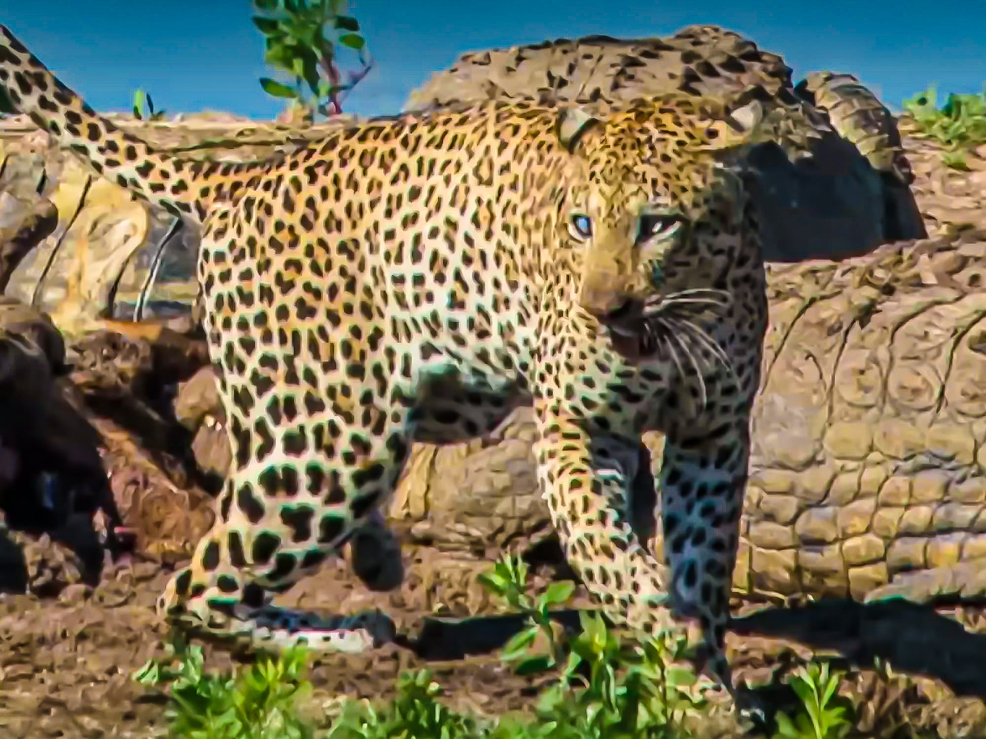 Watch Blind Leopard Attempt To Steal From 10 Large Crocs