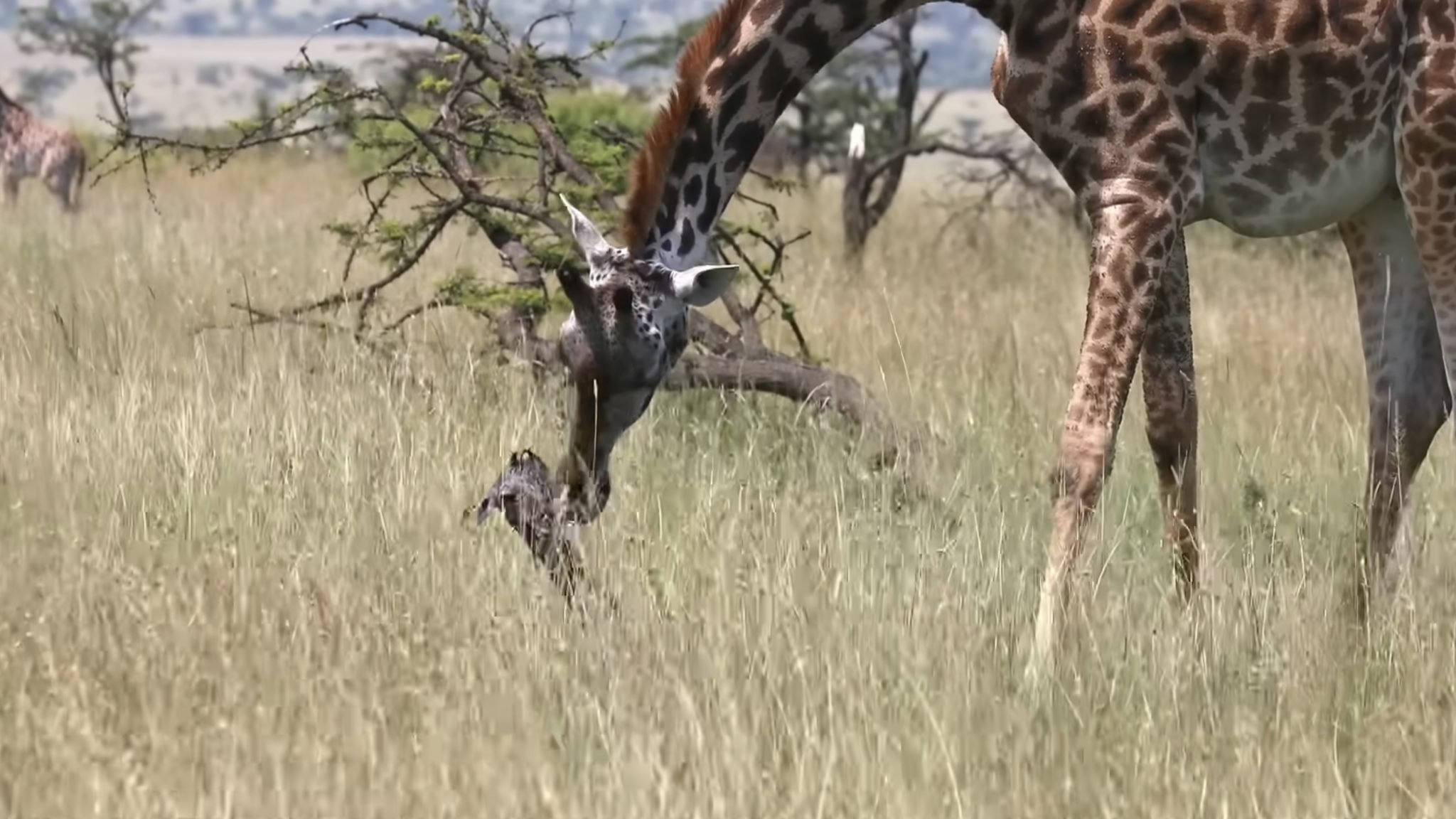 Watch How This Baby Giraffe Walks Just Minutes After Being Born