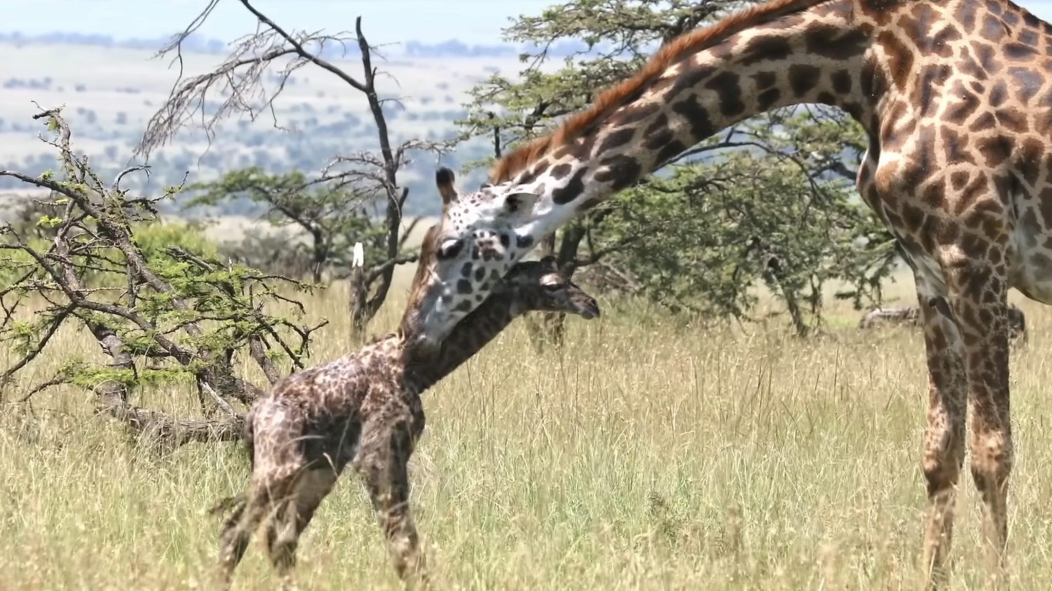 Watch How This Baby Giraffe Walks Just Minutes After Being Born