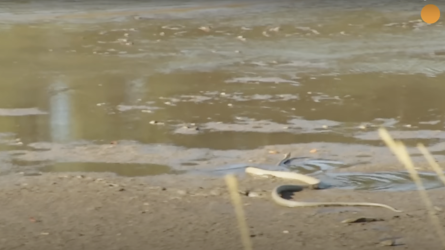Watch: Black Mamba vs Crocodile In The Kruger