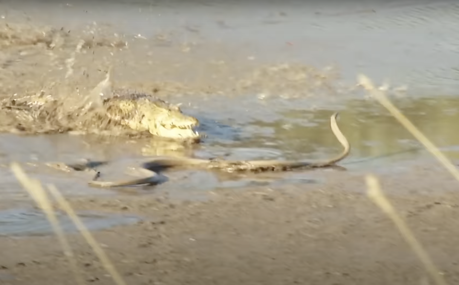 Watch: Black Mamba vs Crocodile In The Kruger