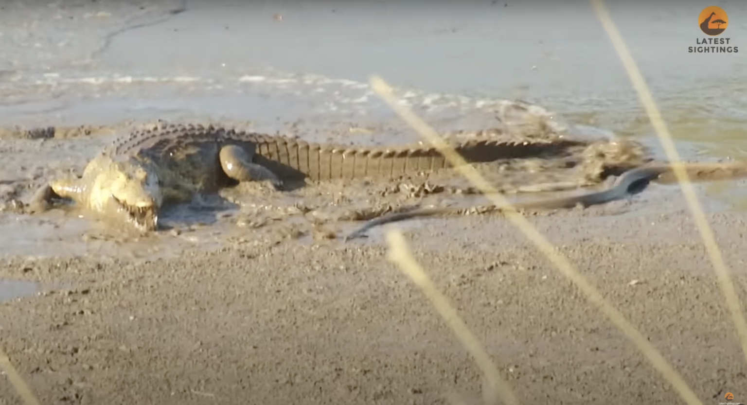 Watch: Black Mamba vs Crocodile In The Kruger