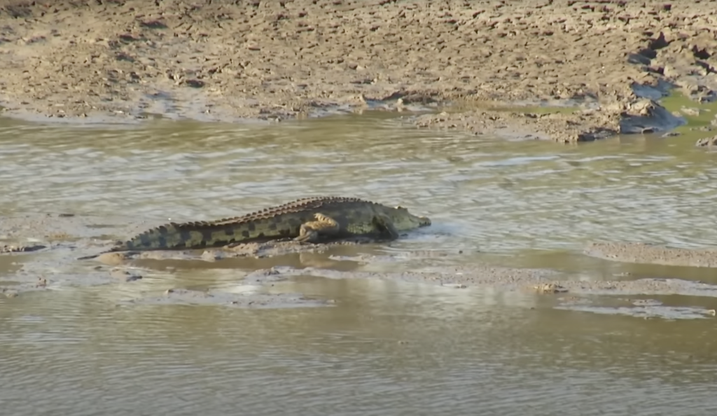 Watch: Black Mamba vs Crocodile In The Kruger