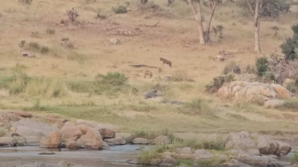 3 Against 1: Watch Impala Battle Leopard, Crocodiles, and Hyenas