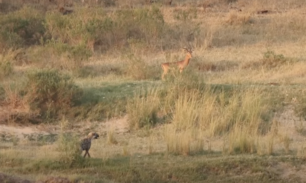 3 Against 1: Watch Impala Battle Leopard, Crocodiles, and Hyenas