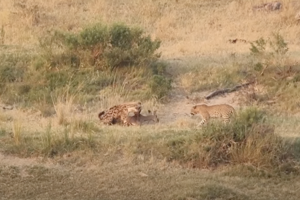 3 Against 1: Watch Impala Battle Leopard, Crocodiles, and Hyenas