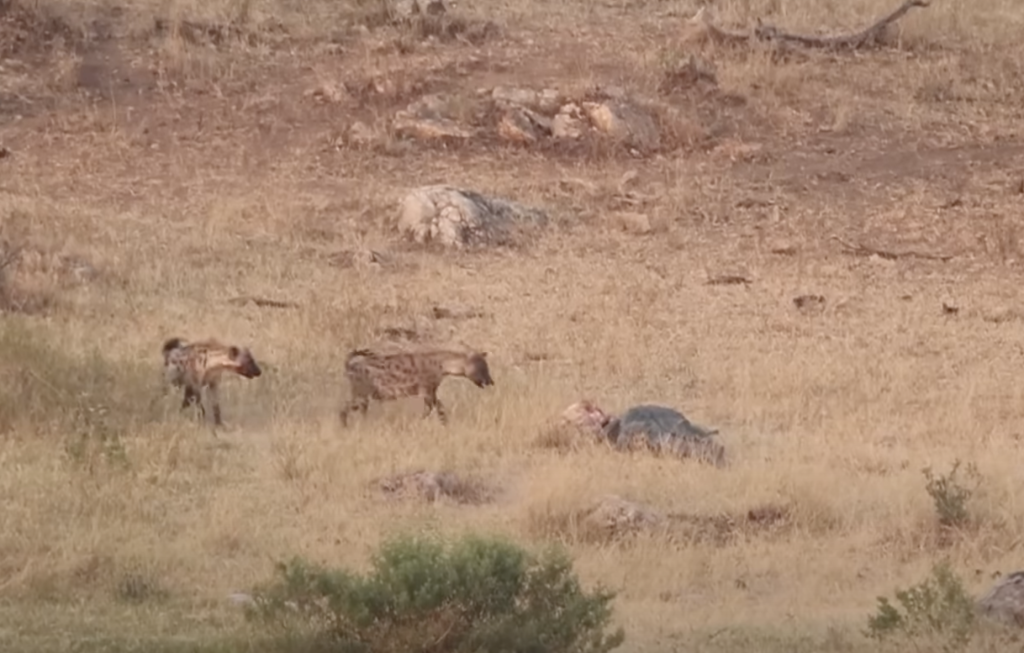 3 Against 1: Watch Impala Battle Leopard, Crocodiles, and Hyenas