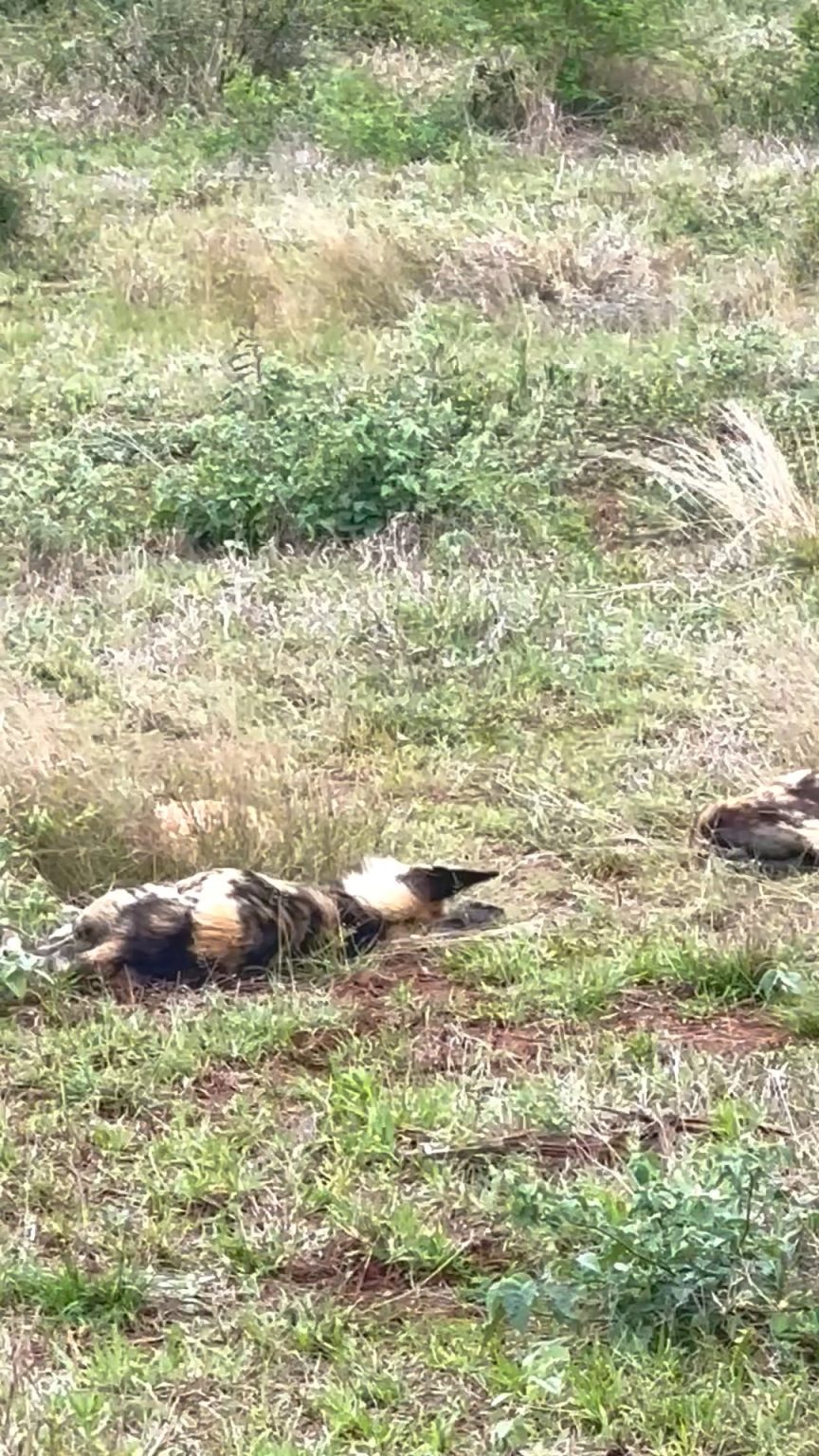 Watch Leopard Trying To Hunt Sleeping Wild Dogs
