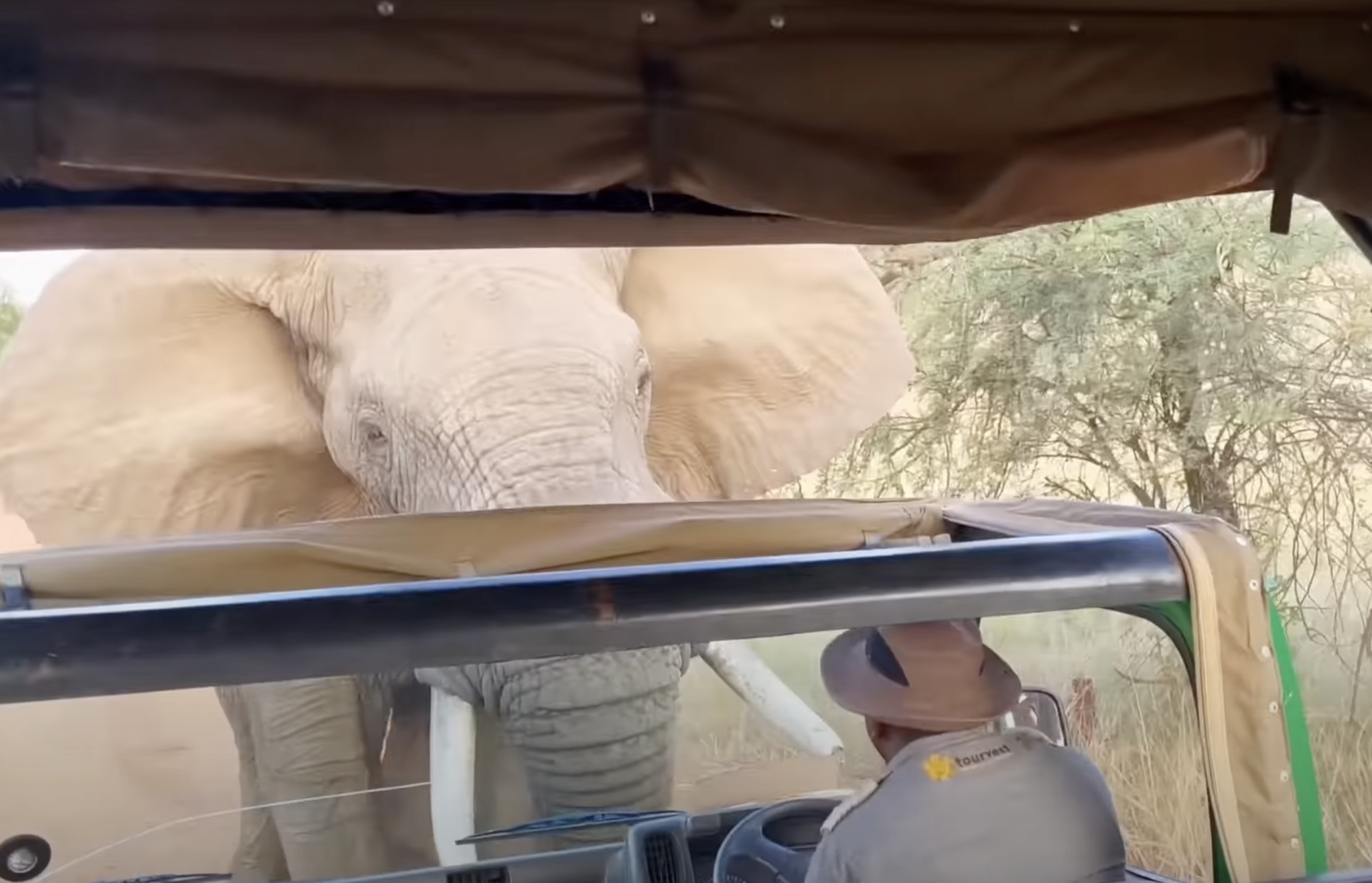 Watch Elephant Pick Up A Truck Load Full Of Tourists