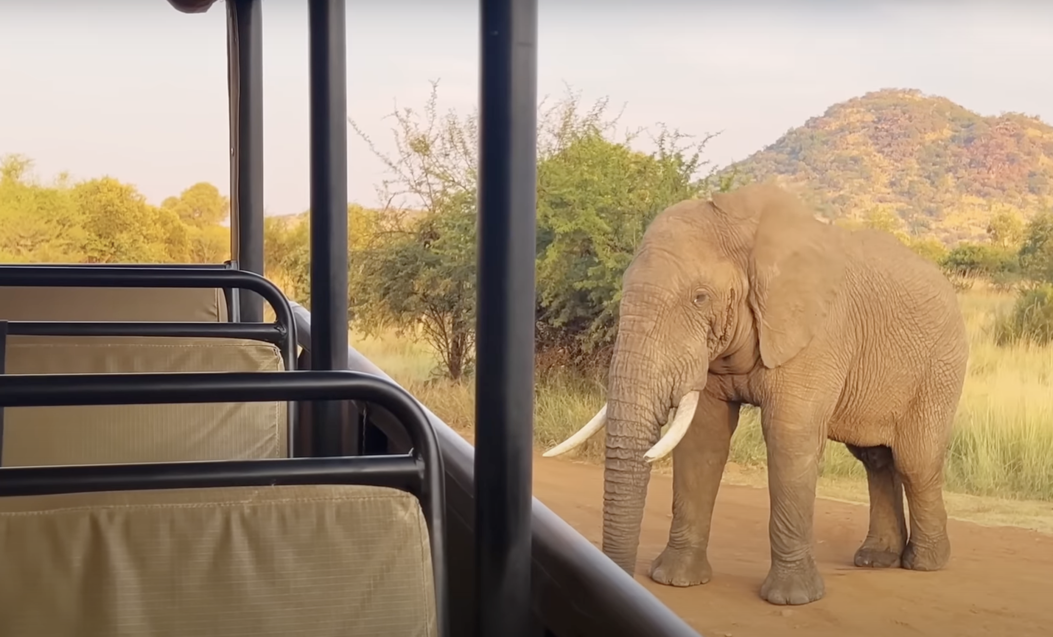 Watch Elephant Pick Up A Truck Load Full Of Tourists