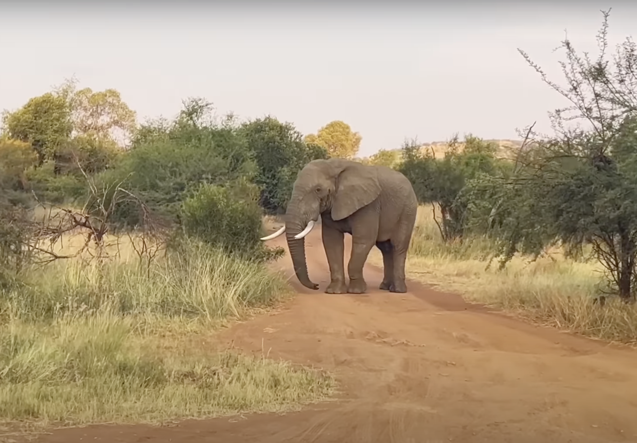 Watch Elephant Pick Up A Truck Load Full Of Tourists