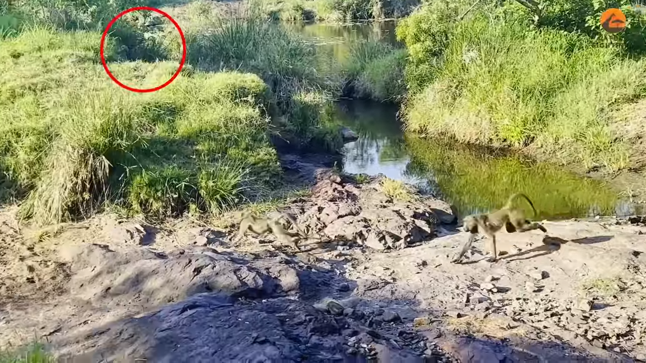 Watch Baboons Fight Back After Leopard Ambush