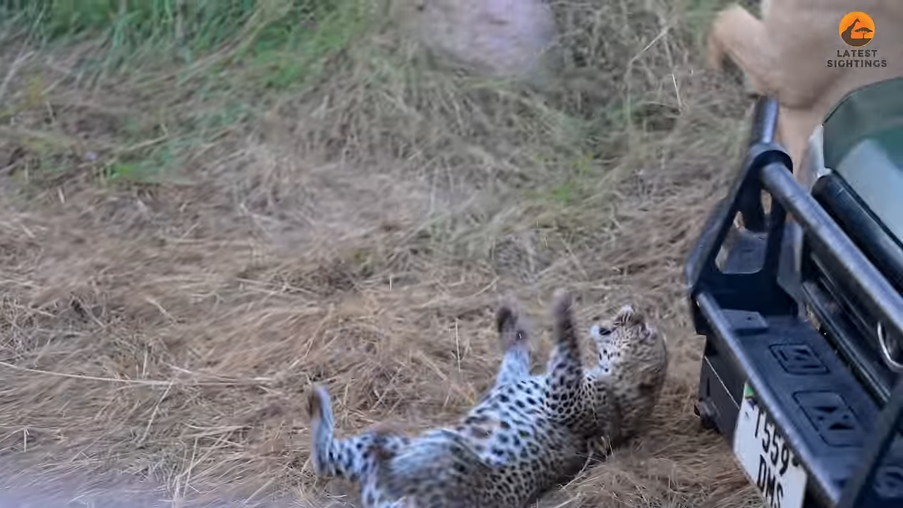 Leopard Fights To Save Her Cubs From Immediate Danger