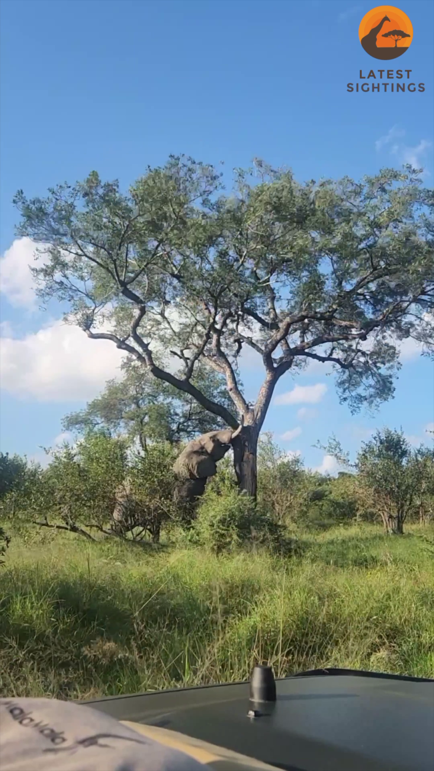 Watch: Elephant Pushes Down Huge Old Tree