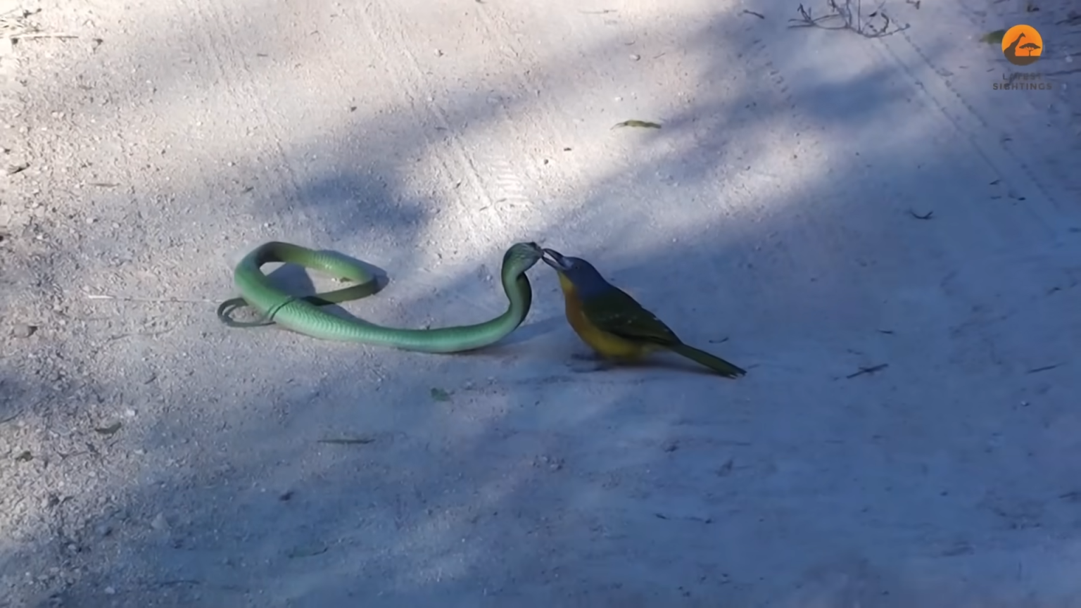 Bird Manages To Blind Snake In Astonishing Encounter