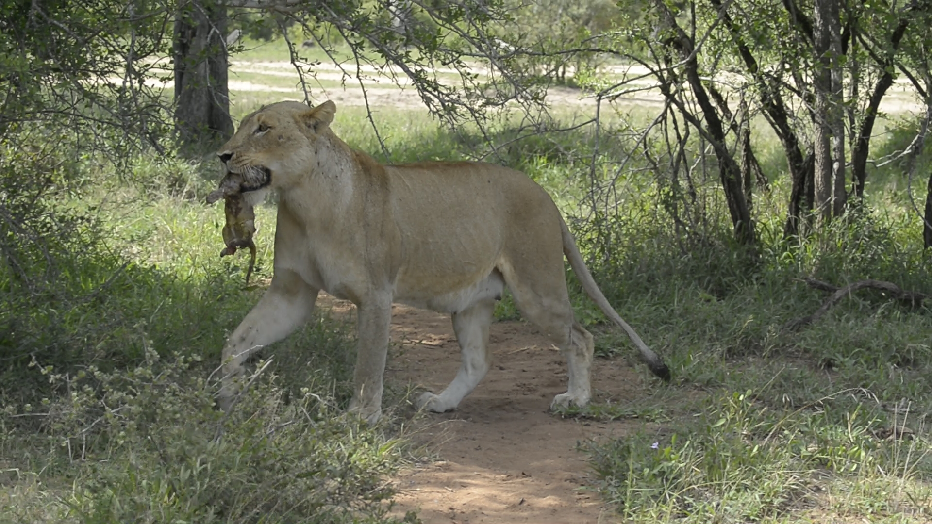 Rare Moment Lion Birth Gets Caught On Camera